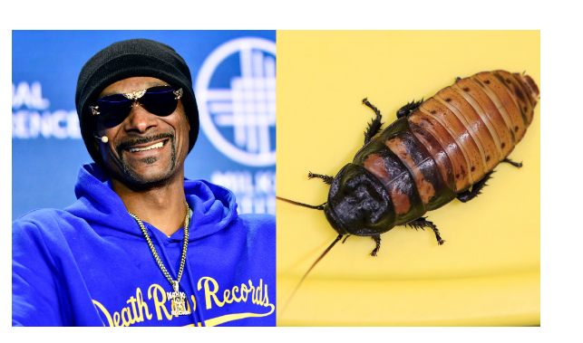 Rapper Snoop Dogg reveals he had a pet cockroach named Gooch for six ...